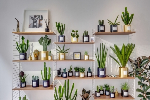Interview By Charlot : les plantes personnalisées | Nestore
