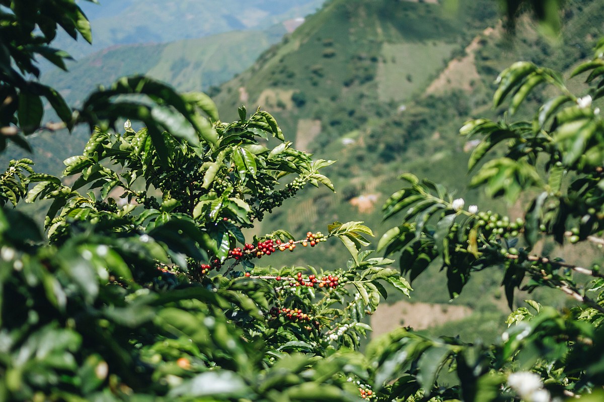 Unblended Coffee | The Purest Form of Coffee