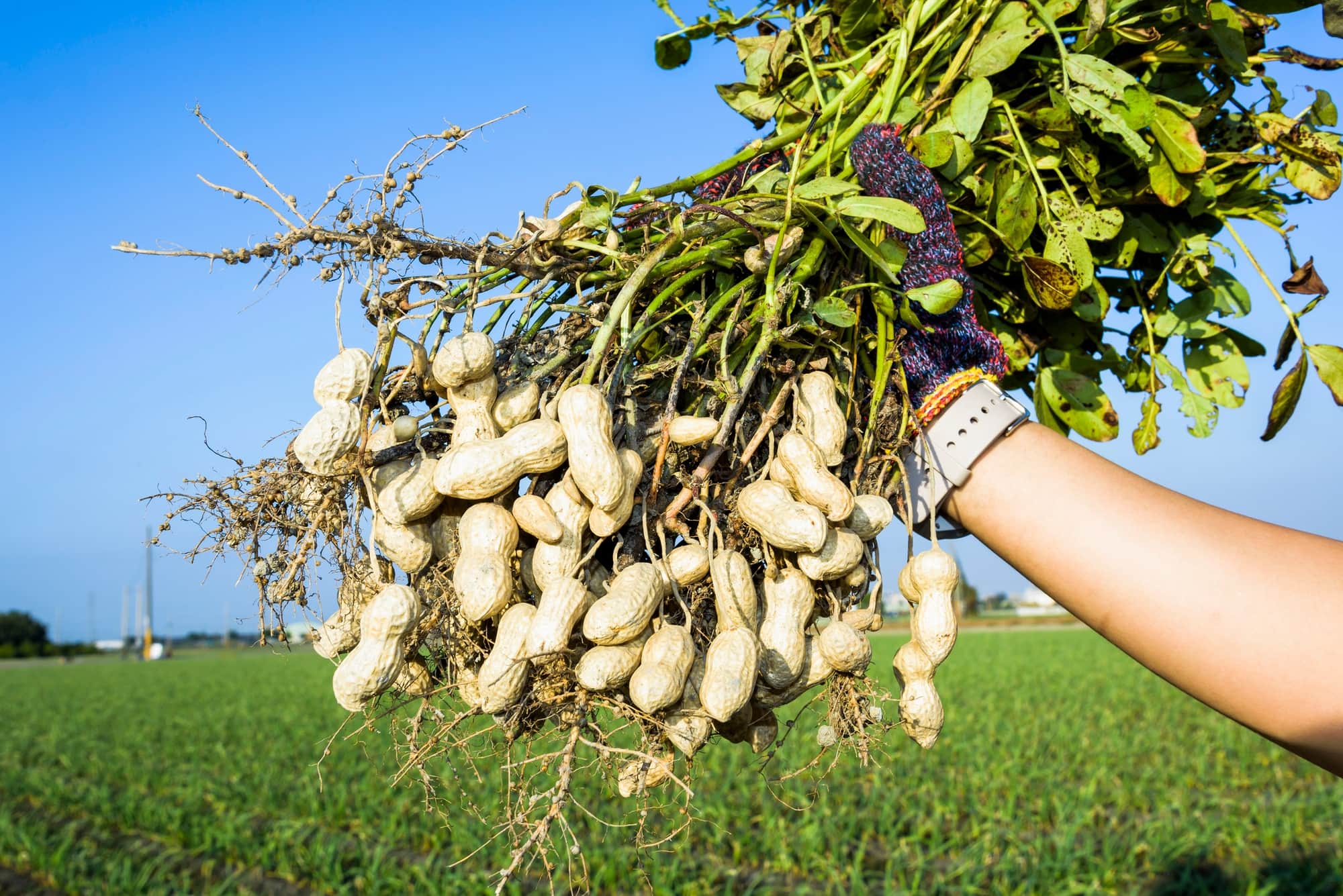 Peanuts: Confirming Food Quality & Safety From the Ground Up