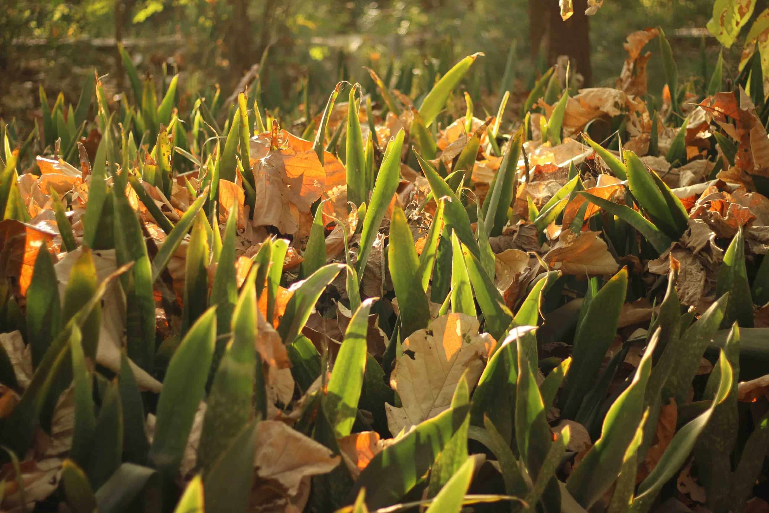 CoolAnt- The Art of Natural Cooling