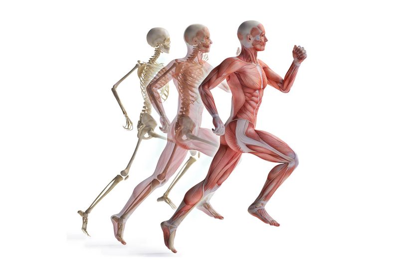 Anatomy Made Simple: Inner Muscles vs Outer Muscles