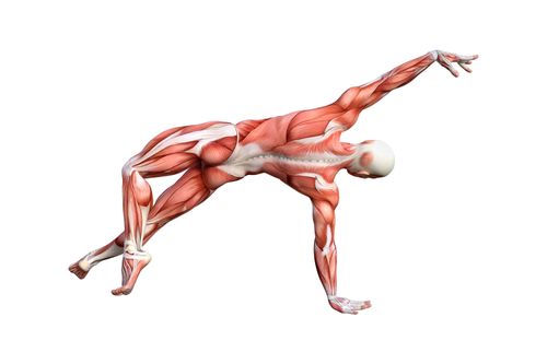 Anatomy Made Simple: The Myofascial System