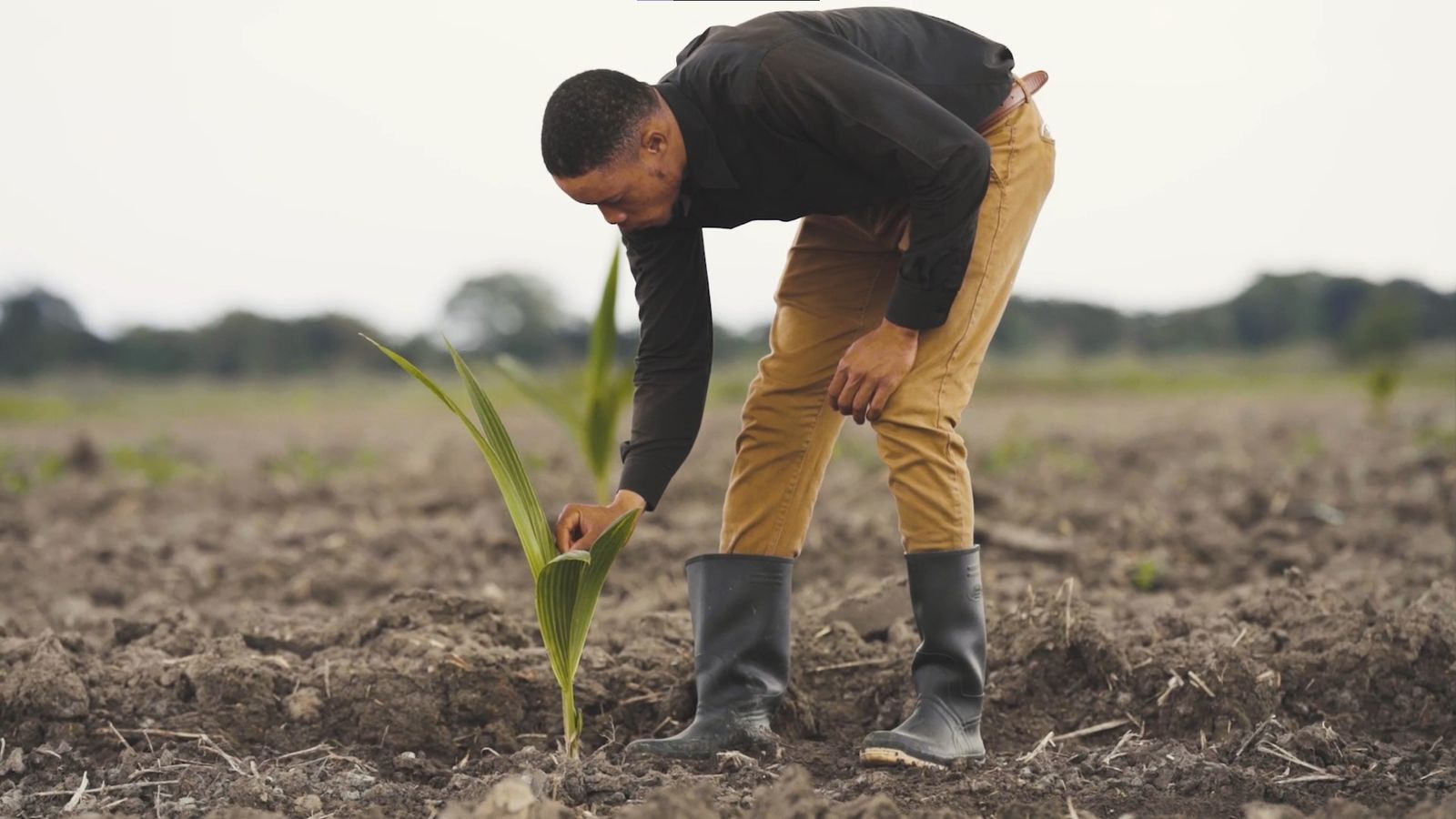 Home - Caribbean Broilers Group