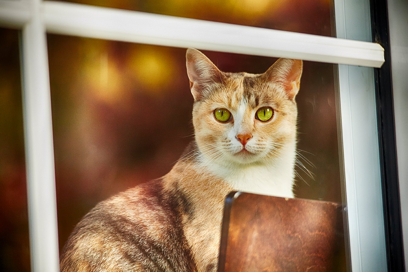 Rommie's Blog: Chatting with My Cat Rizzy