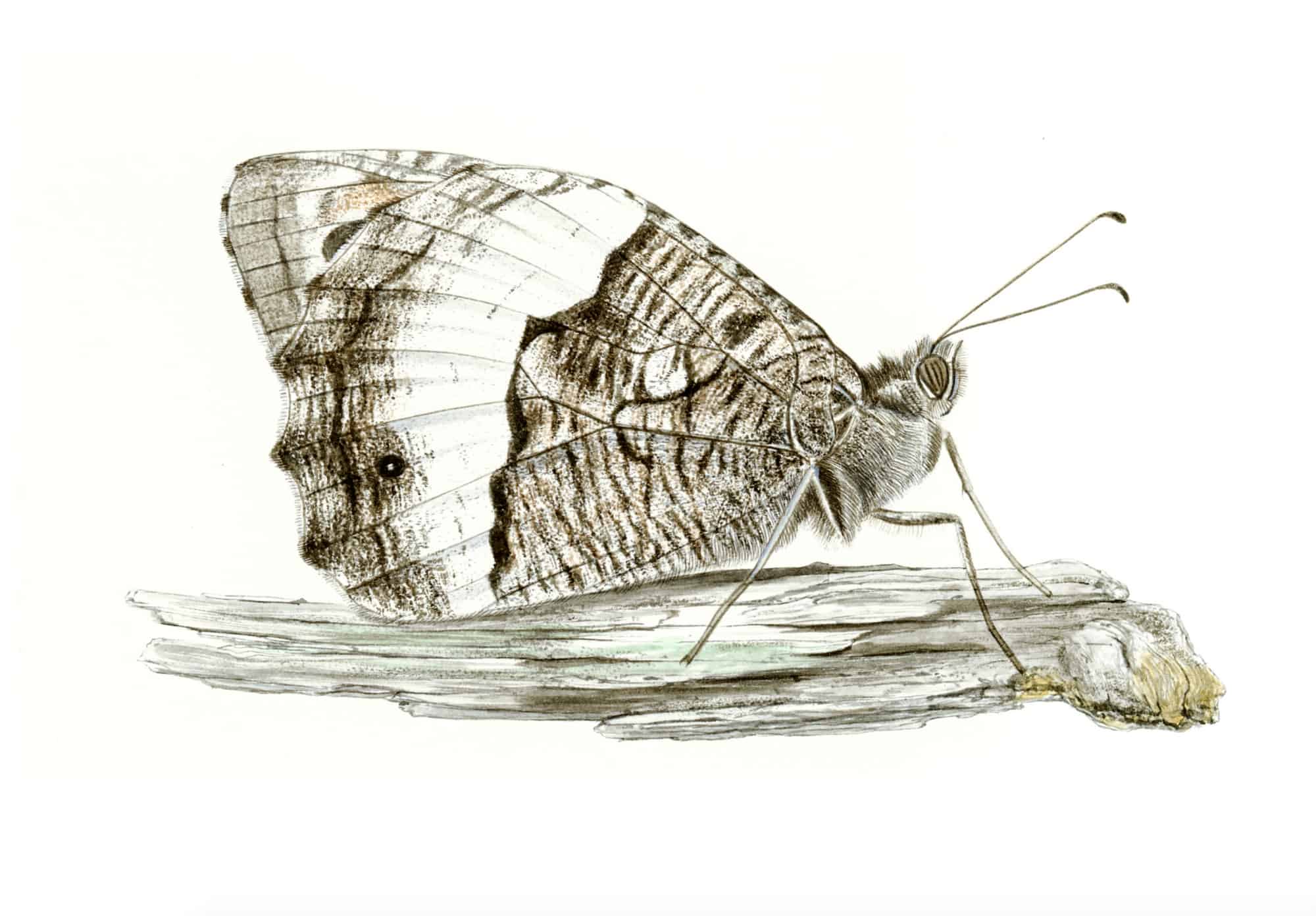 Dr. Gunnar Brehm | Illustrations