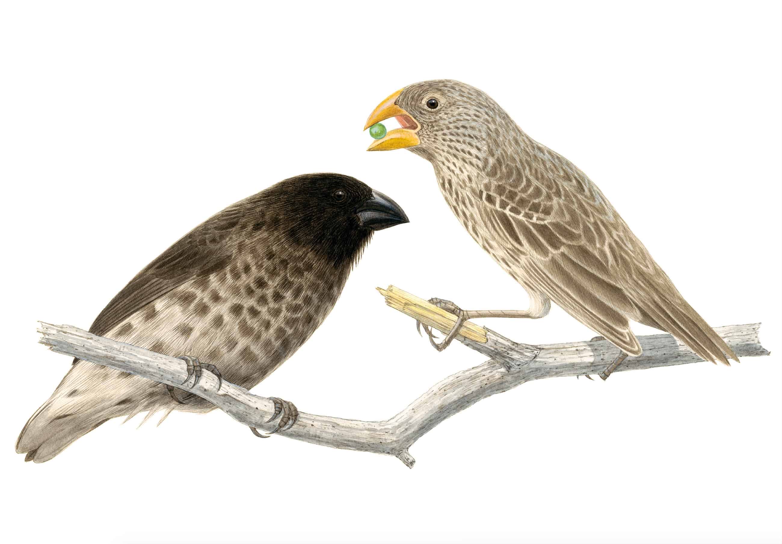 Dr. Gunnar Brehm | Illustrations