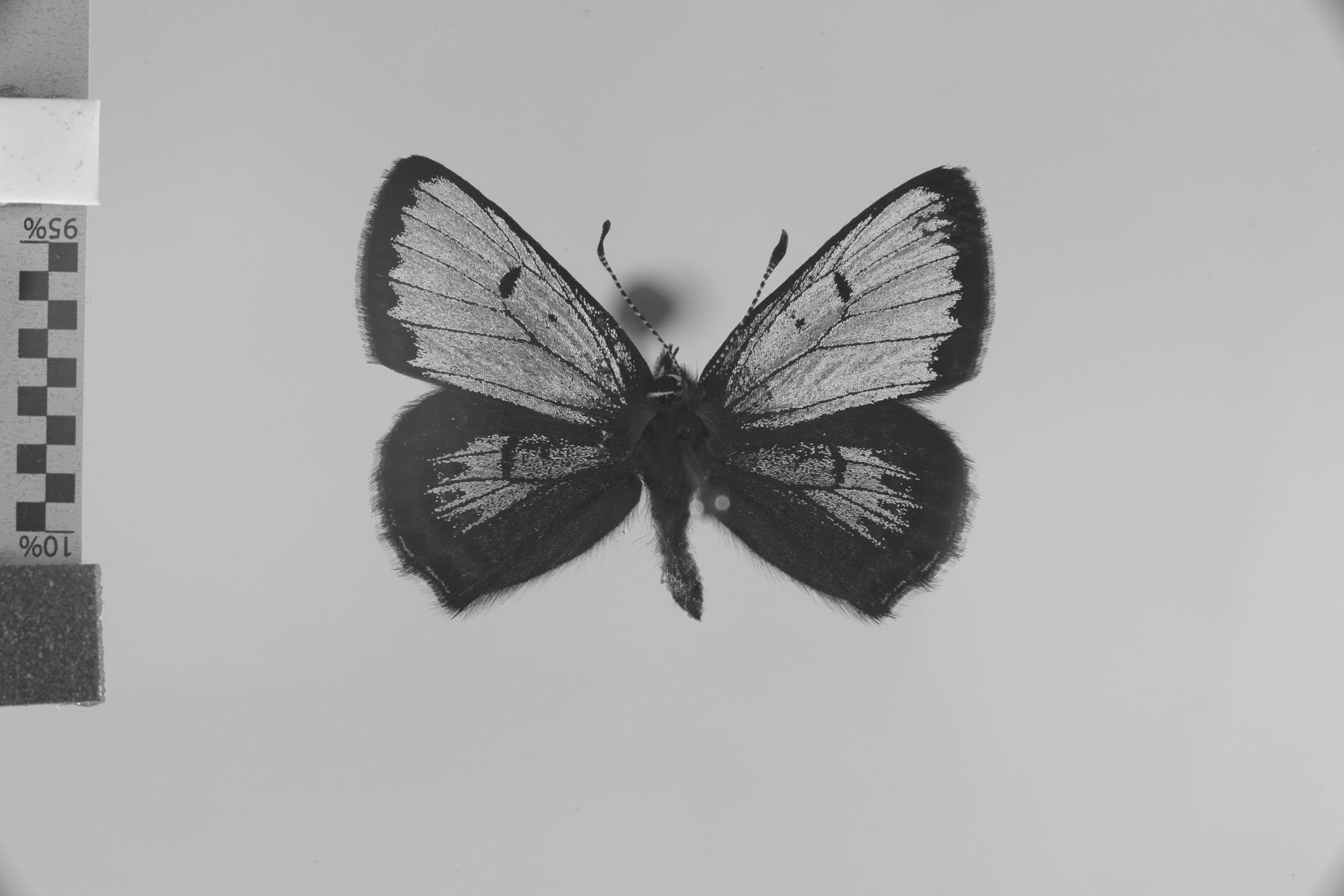 Dr. Gunnar Brehm | UV-Photography