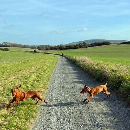 Pup and a Way, Find the best local Dog Walks Near You