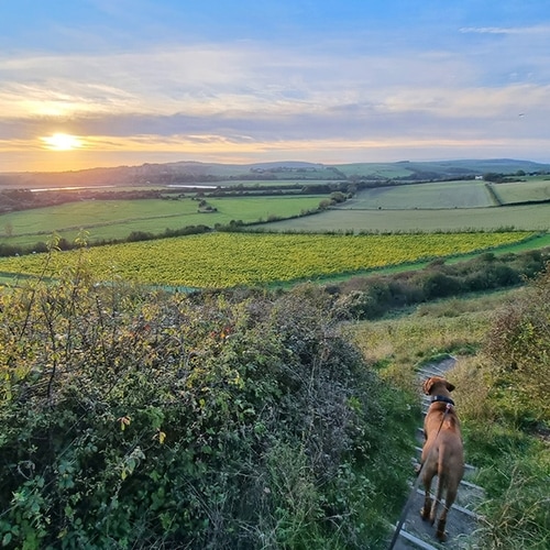 Pup and a Way, Find the best local Dog Walks Near You