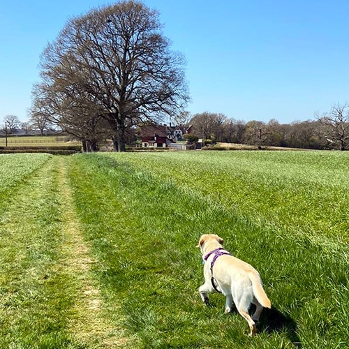 Pup and a Way, Find the best local Dog Walks Near You