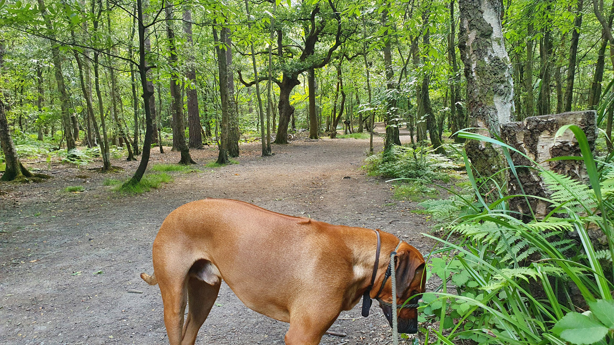 Dog Walk at Buchan Country Park