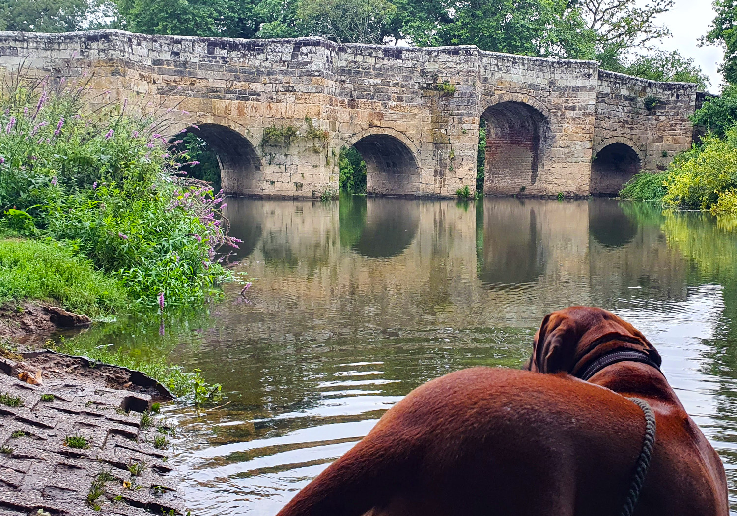 Dog Walk at Stopham Bridge