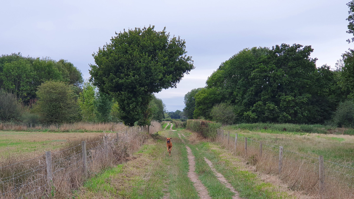 Dog Walk at Coolham D-Day Airfield