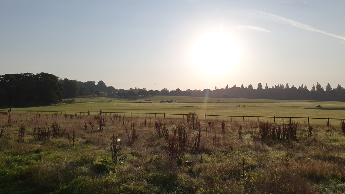 Dog Walk at Cowdray Park