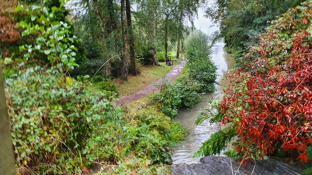 Dog Walk at Tilgate Park