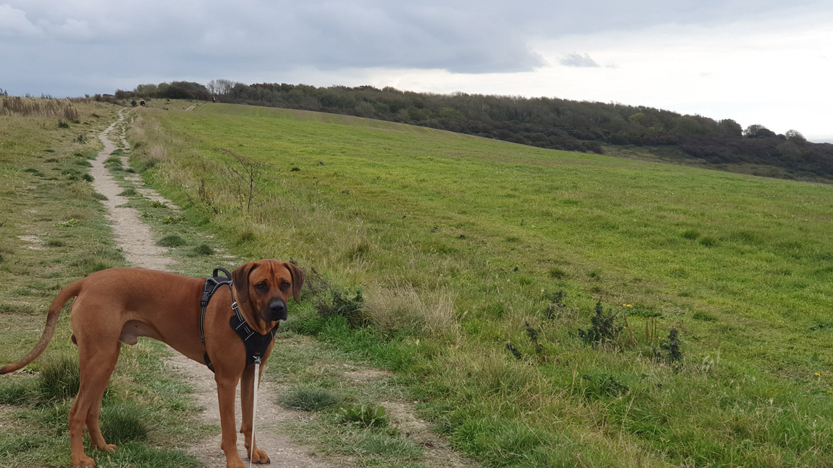Dog Walk at Lancing Ring