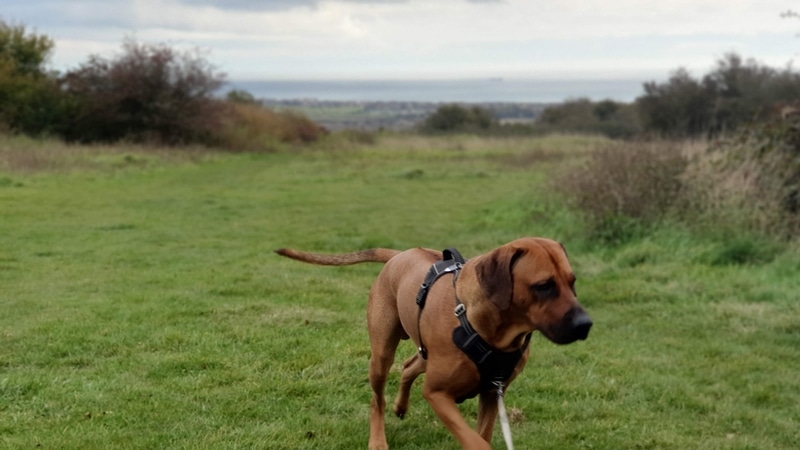 Dog Walk at Lancing Ring