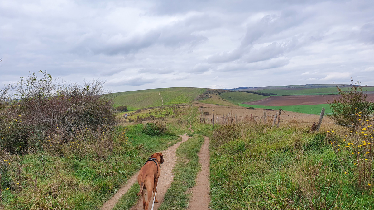 Dog Walk at Lancing Ring