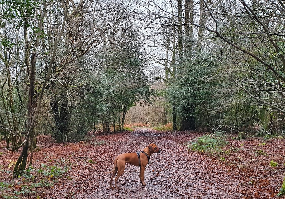 Dog Walk at Henfield Woods