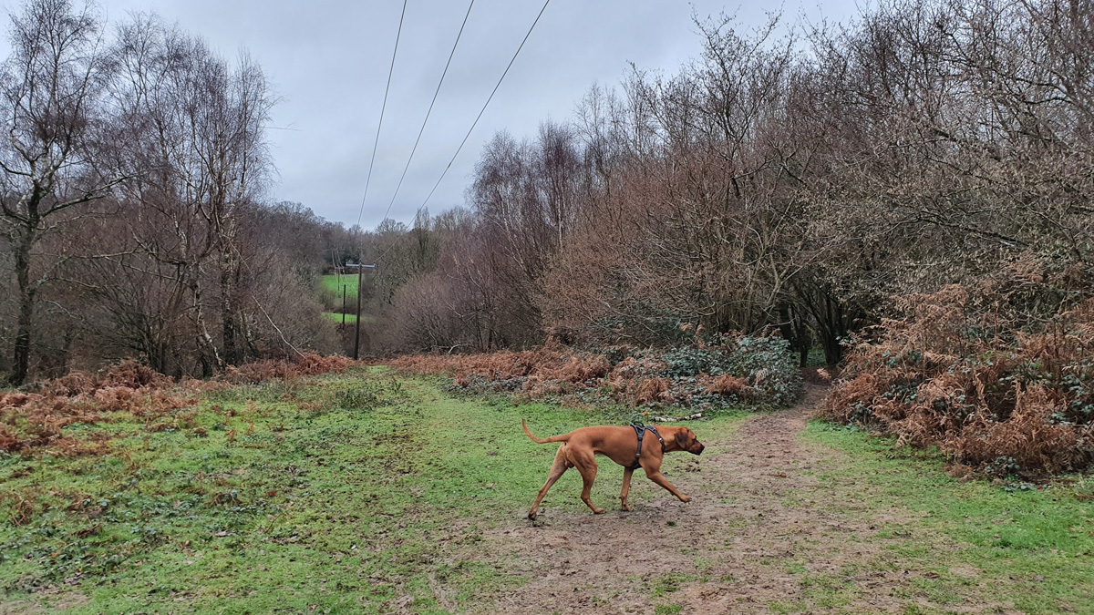 Dog Walk at Henfield Woods