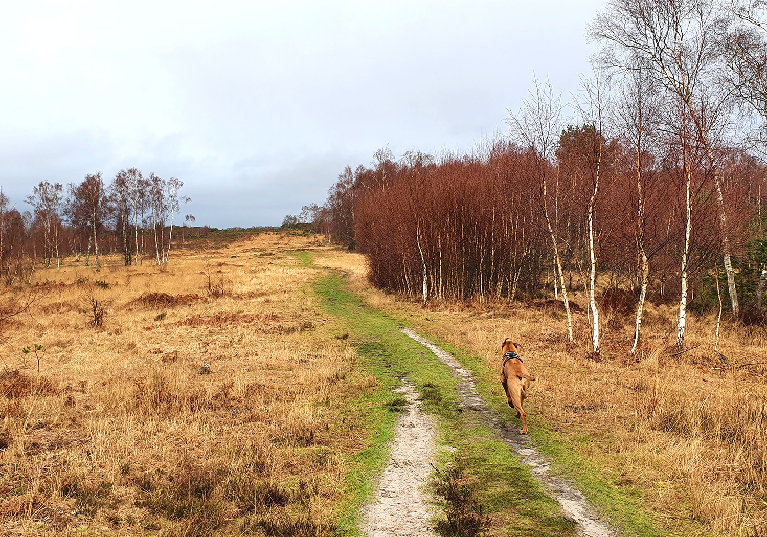 Dog Walk at Iping and Stedham Commons