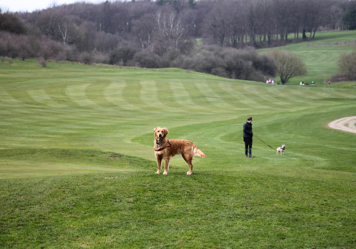Dog Walk at Lullingstone Country Park