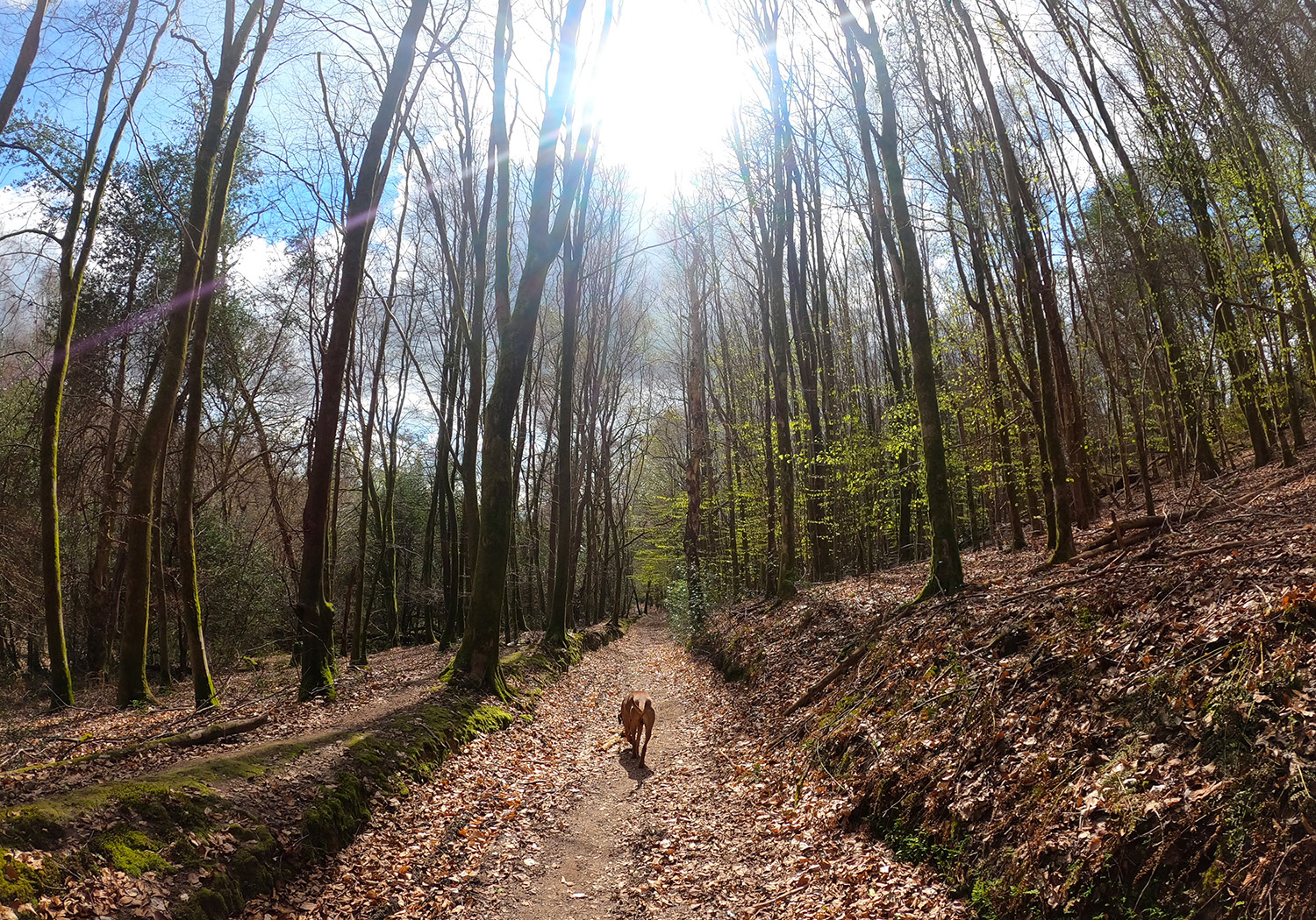 Dog Walk at Woolbeding, Wispers Copse