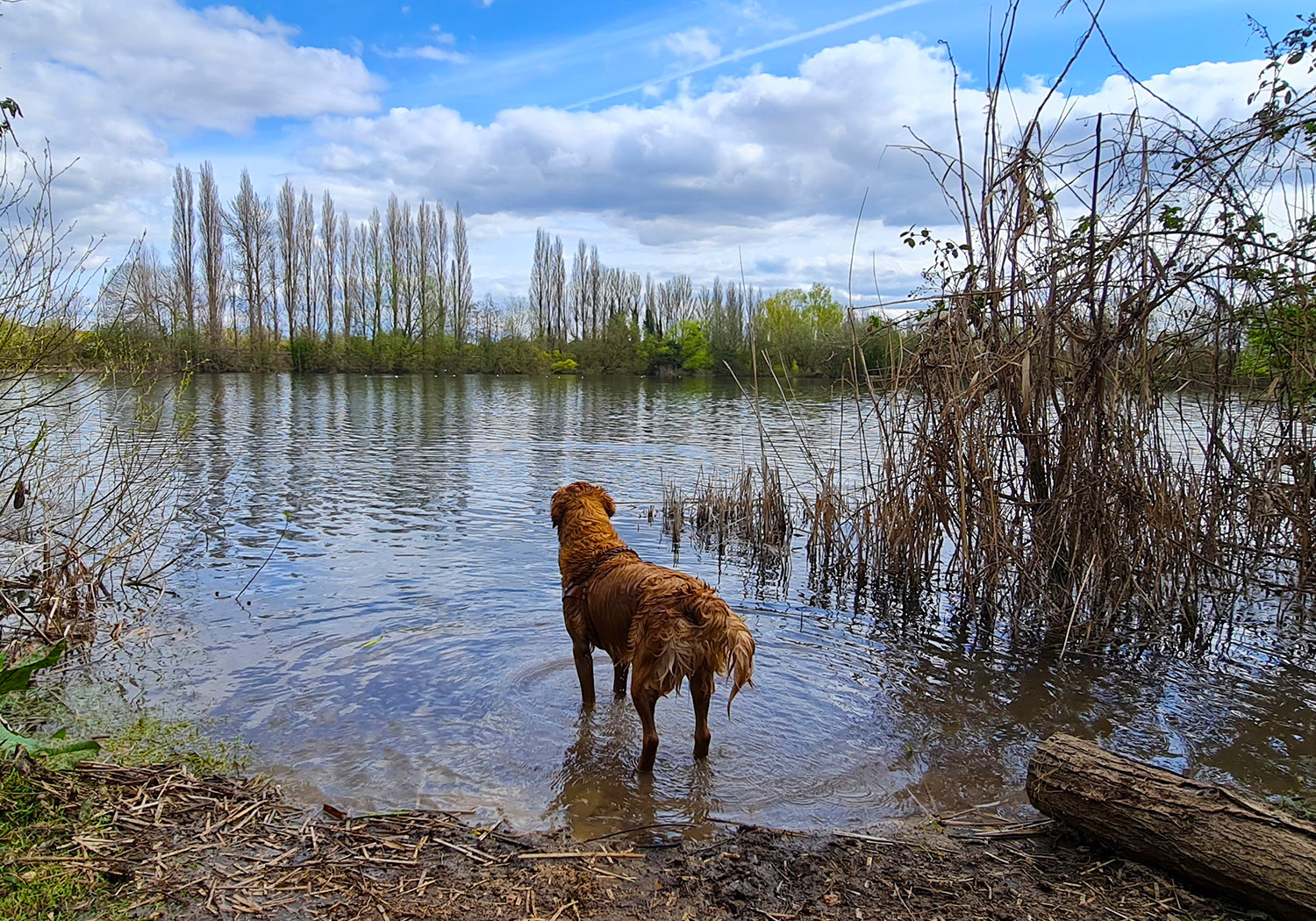 Dog Walk at Leybourne Lakes Country Park