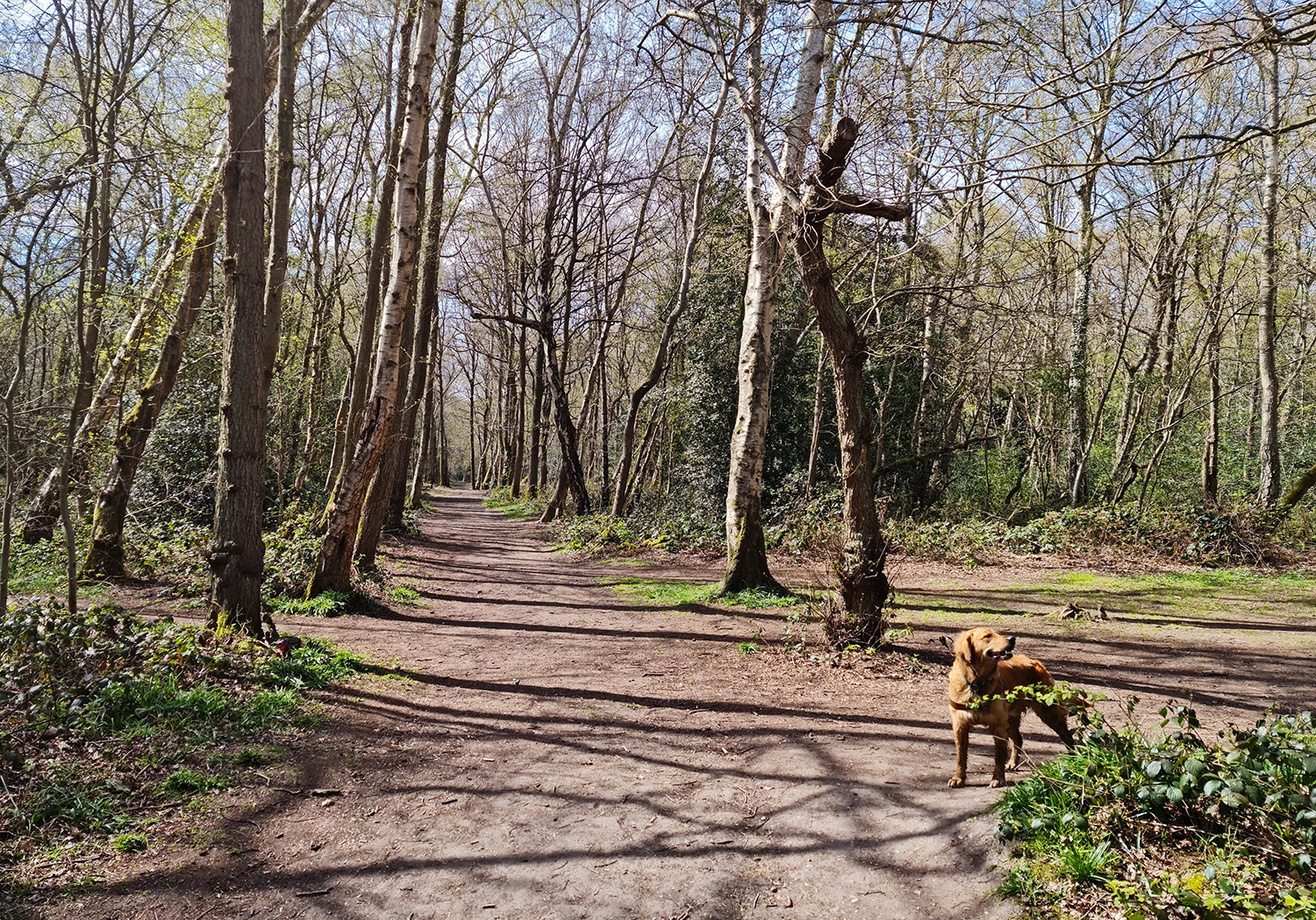 Dog Walk at Petts Wood and Hawkwood
