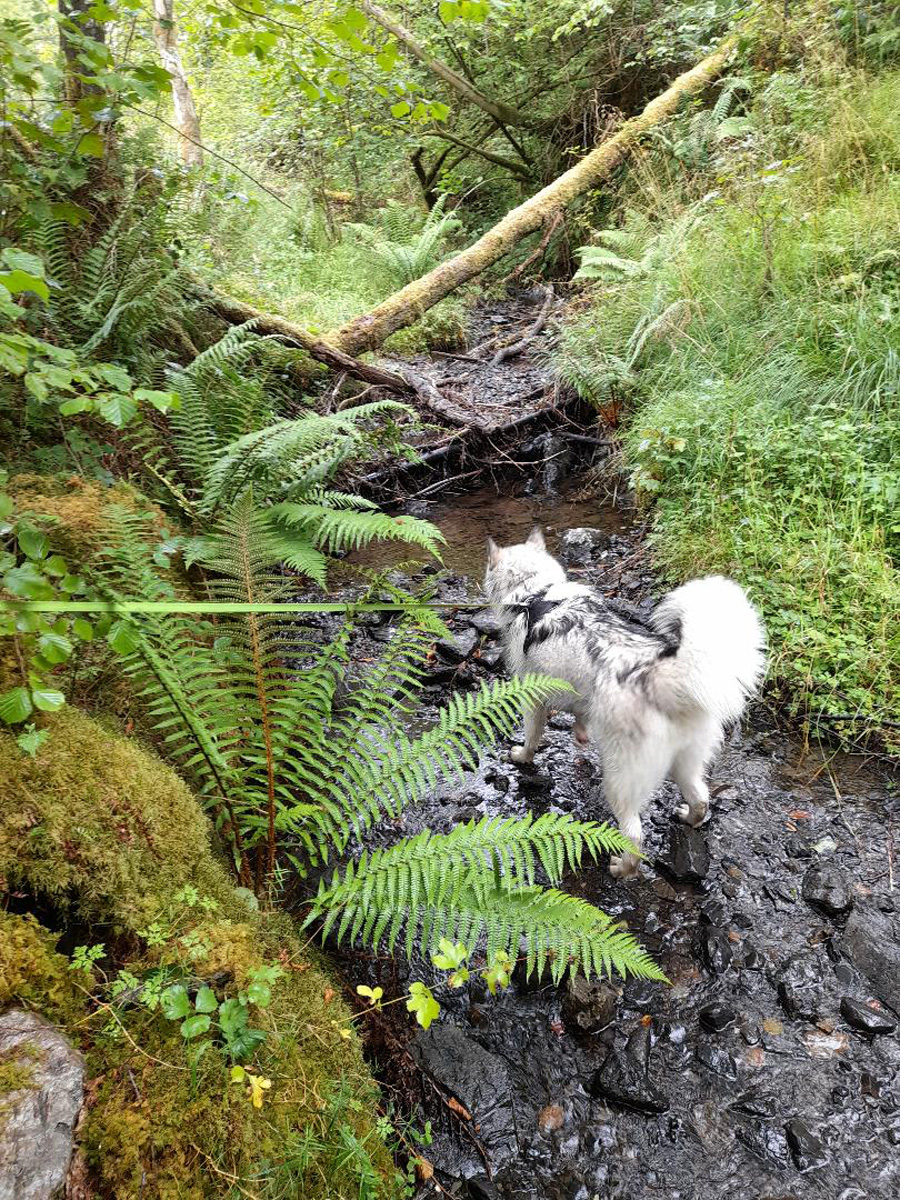 Dog Walk at Grizedale Forest Walk – Grizedale Tarn Walk (white route)