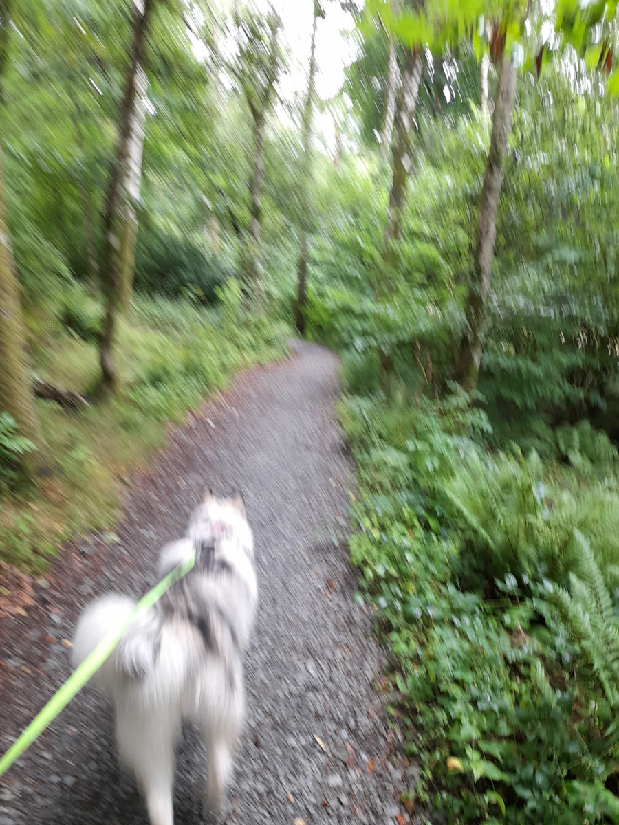 Dog Walk at Coniston Loop