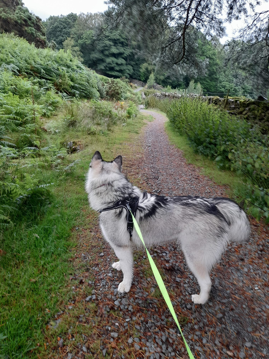Dog Walk at Coniston Loop