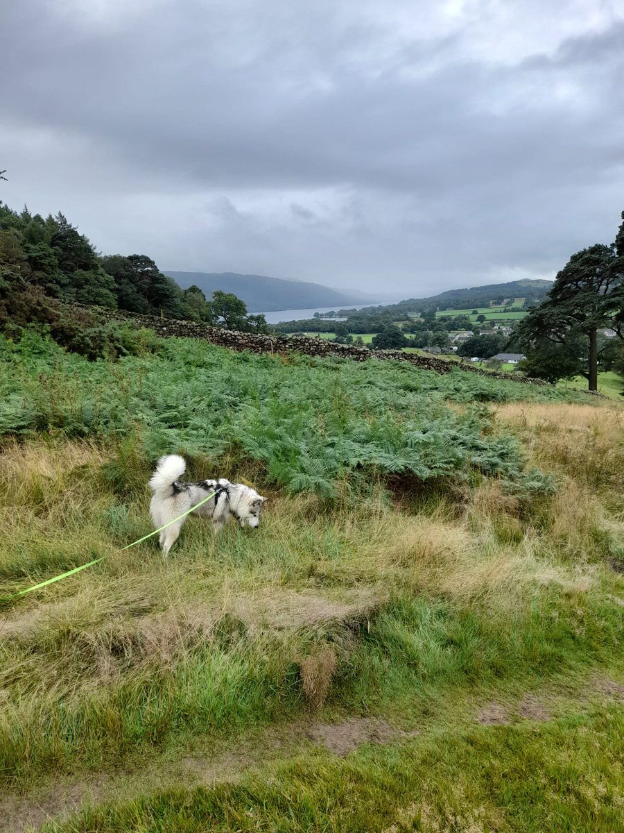 Dog Walk at Coniston Loop