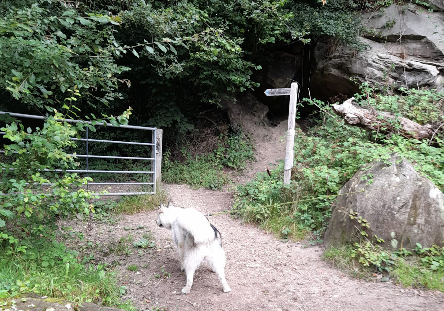 Dog Walk at Stone Farm Rocks & Kingscote Circular