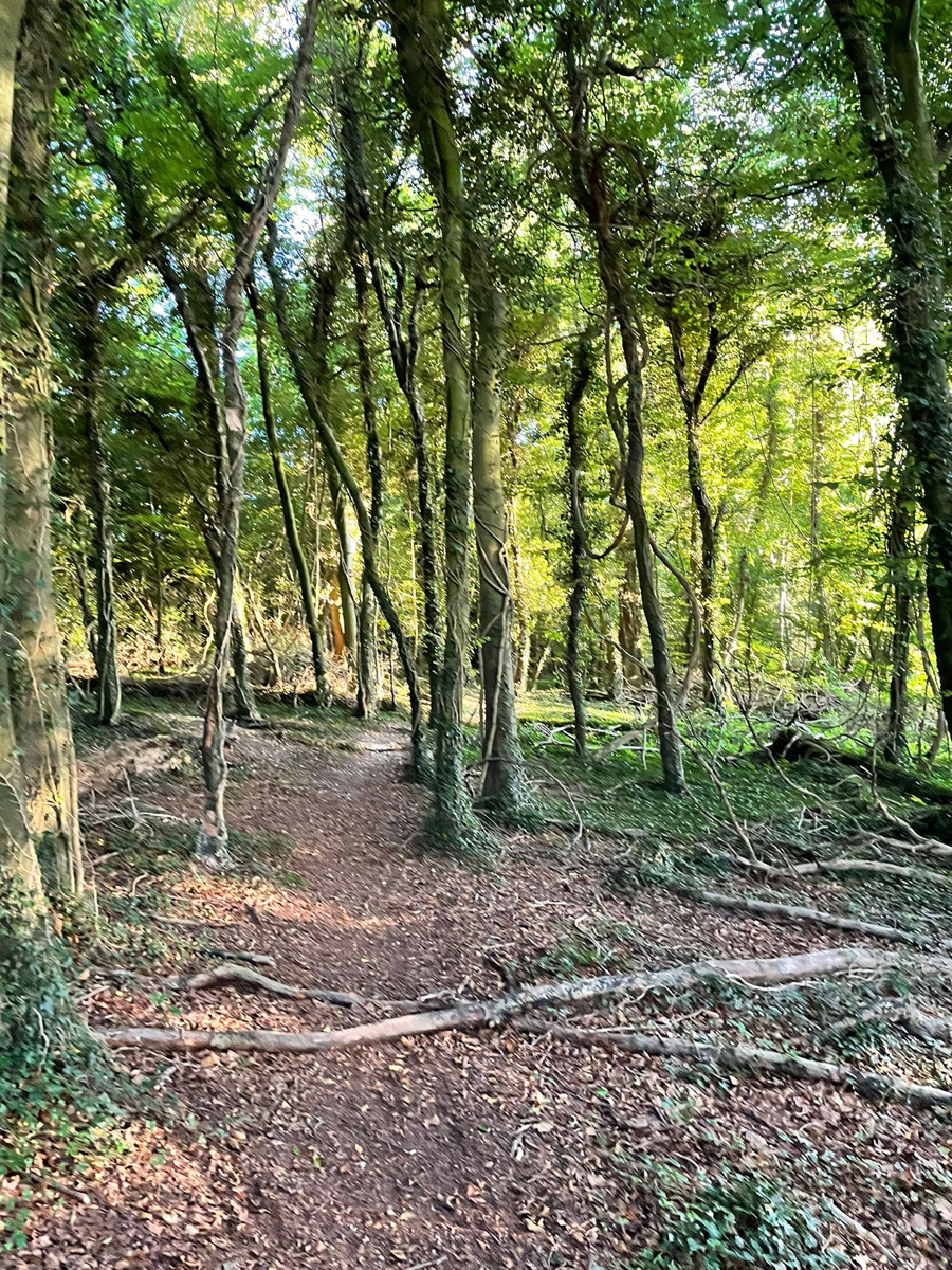 Dog Walk at Whiteways, Houghton Forest
