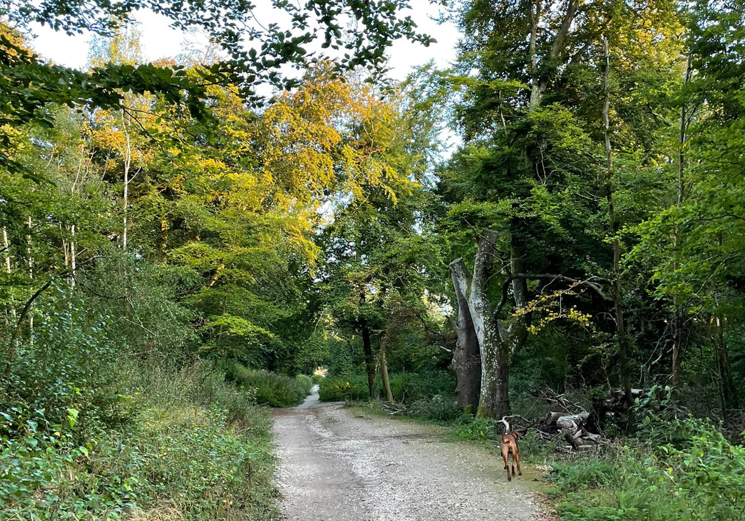 Dog Walk at Whiteways, Houghton Forest