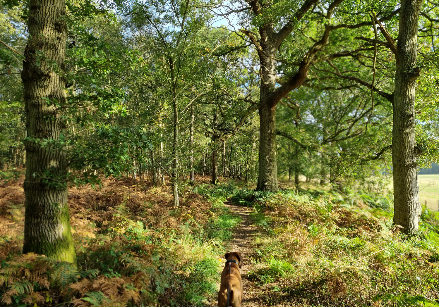 Dog Walk at Hammond's Copse