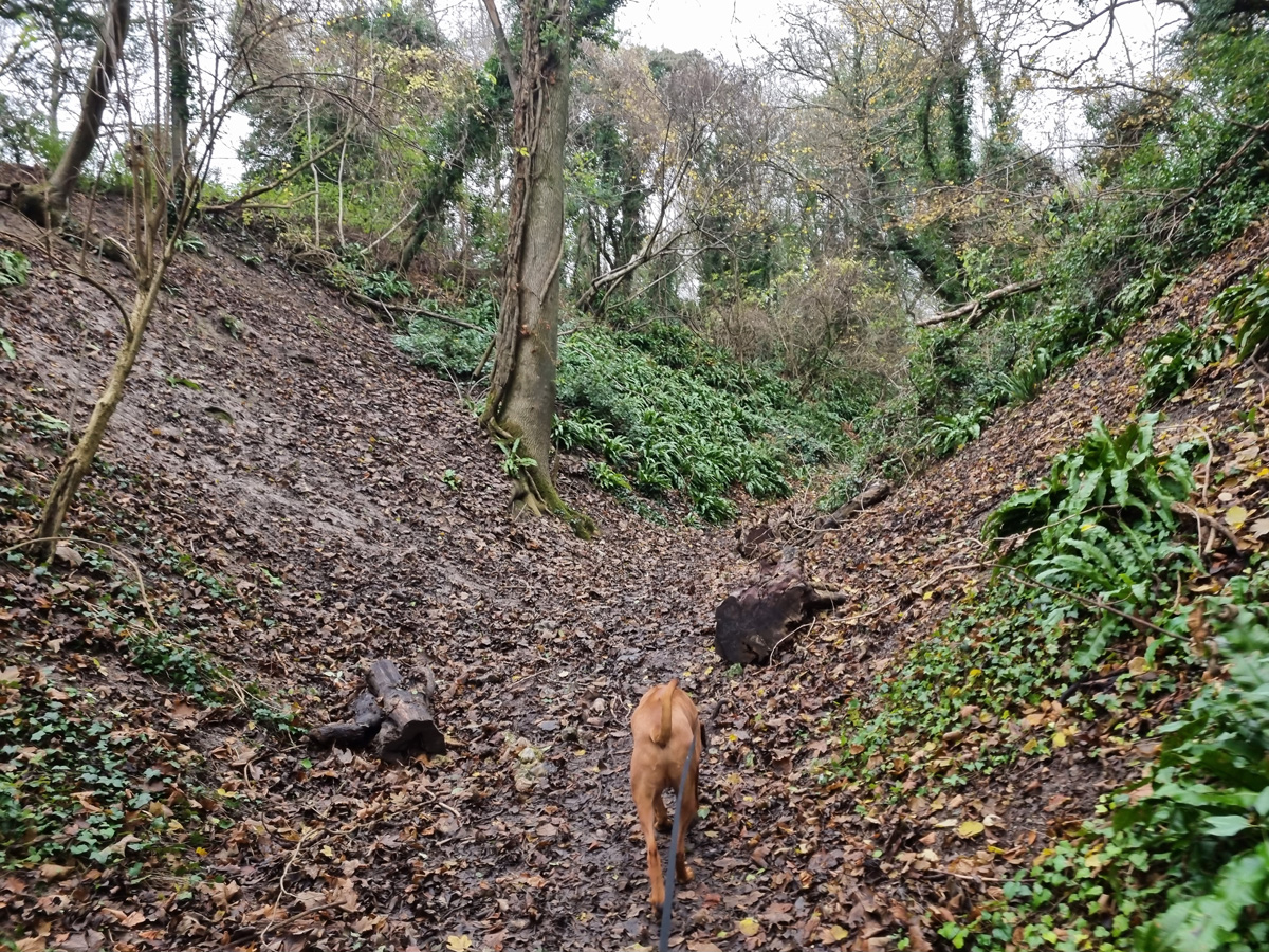 Dog Walk at Bramber Castle