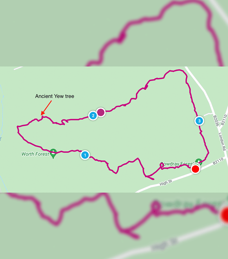 Dog Walk at Cowdray Forest
