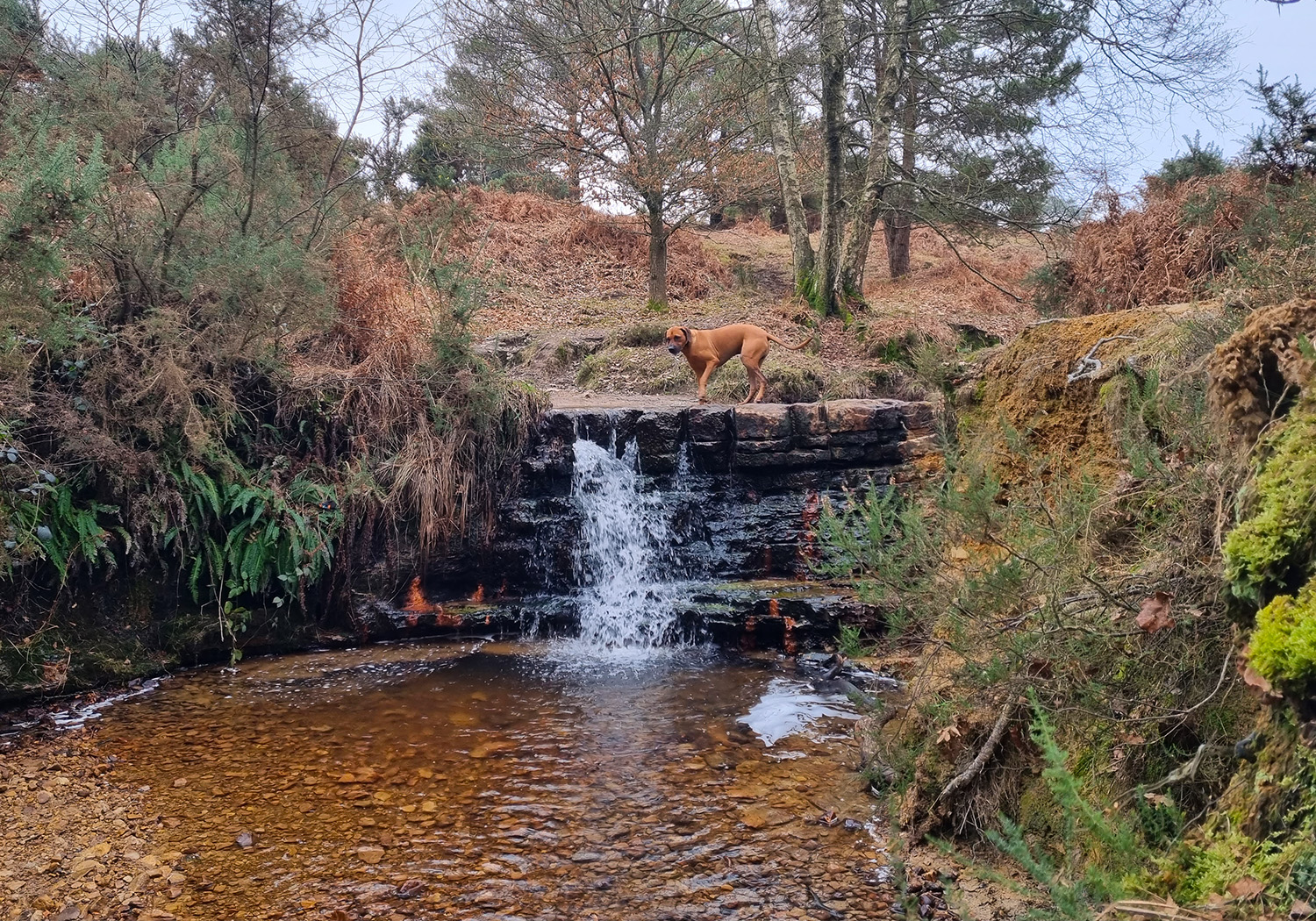 Dog Walk at Ashdown Forest - Garden of Eden Waterfall