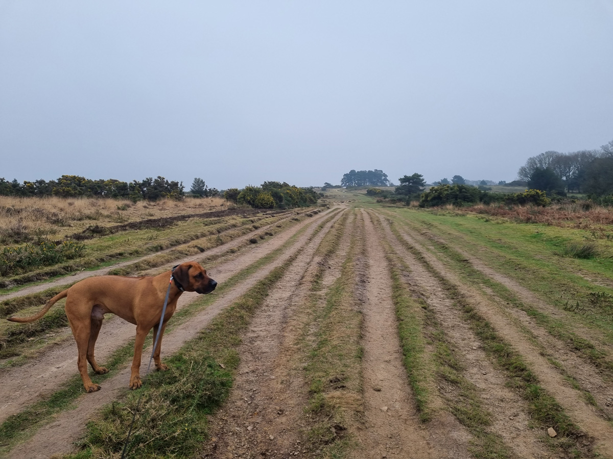 Dog Walk at Ashdown Forest - Garden of Eden Waterfall