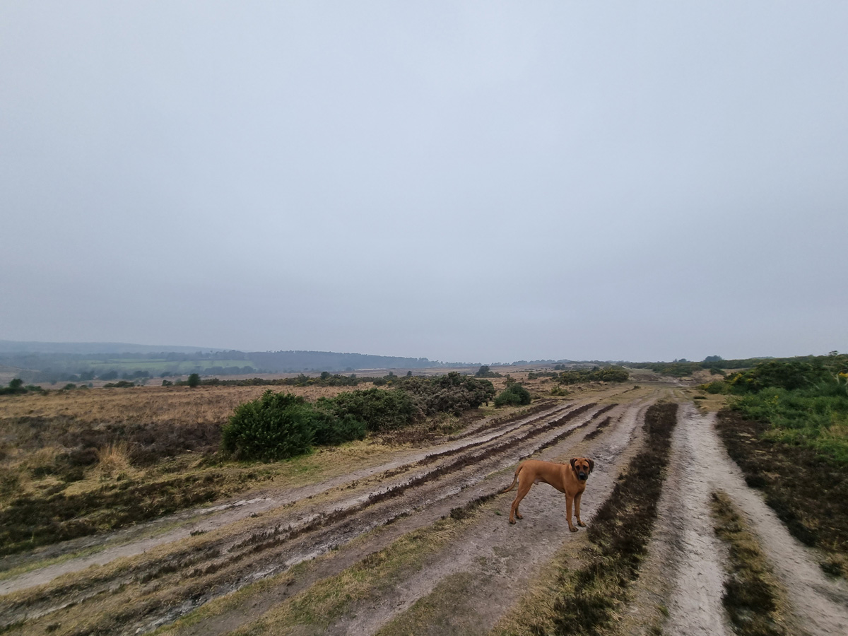 Dog Walk at Ashdown Forest - Garden of Eden Waterfall