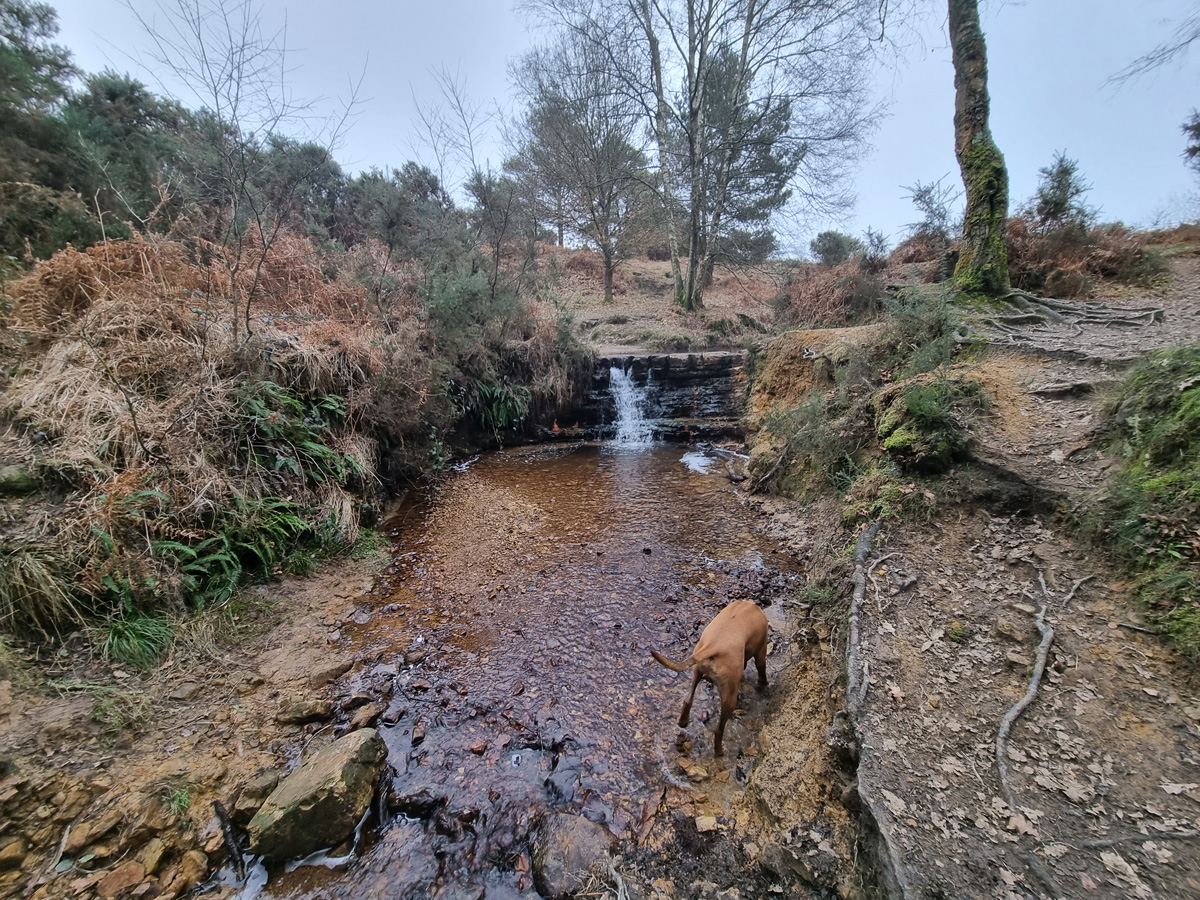 Dog Walk at Ashdown Forest - Garden of Eden Waterfall
