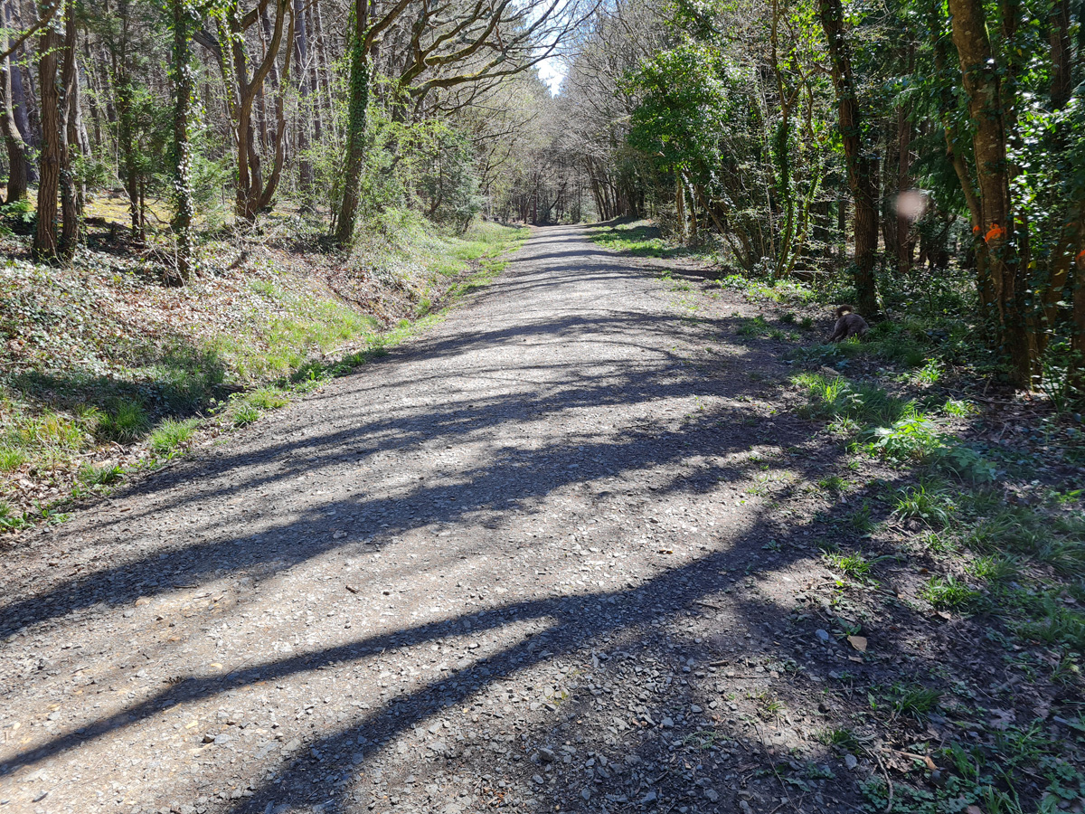 Dog Walk at Firestone Copse
