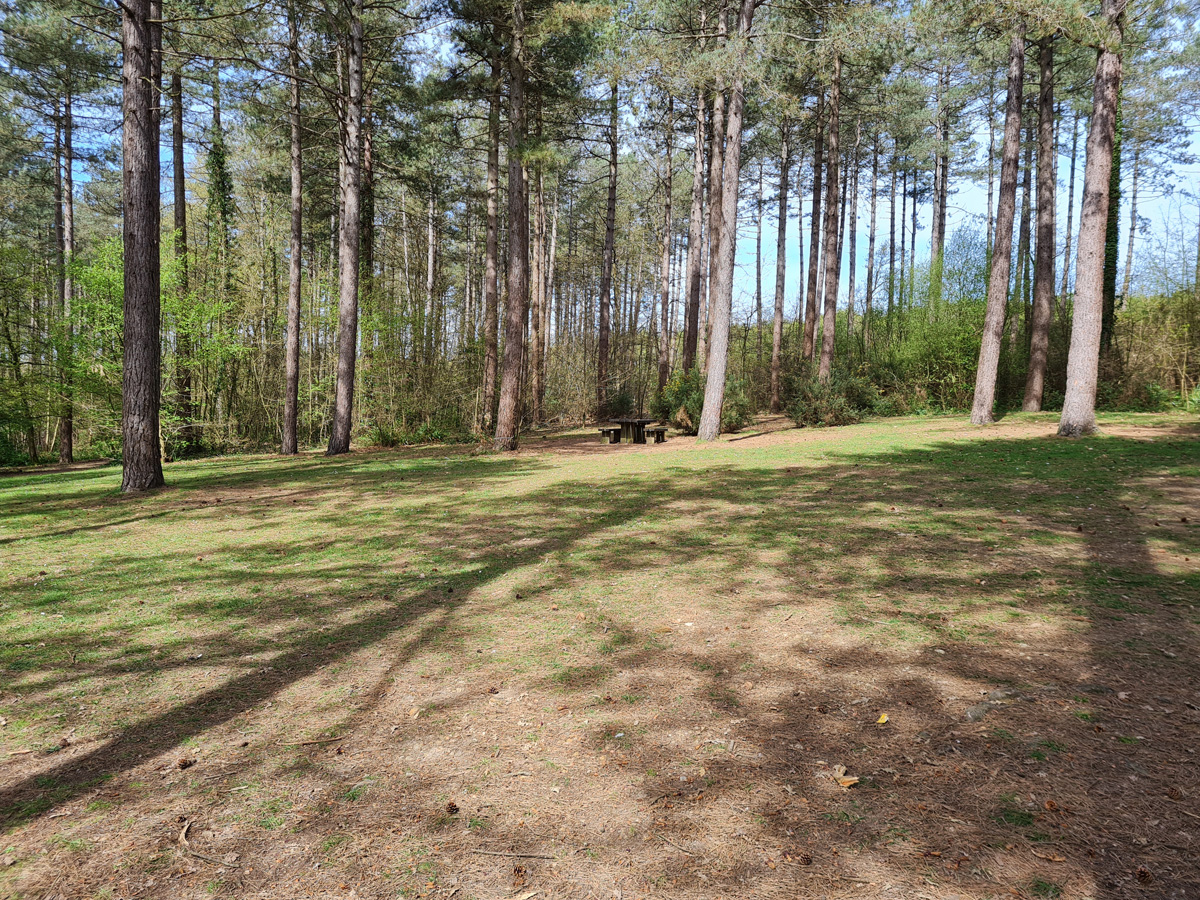 Dog Walk at Parkhurst Forest