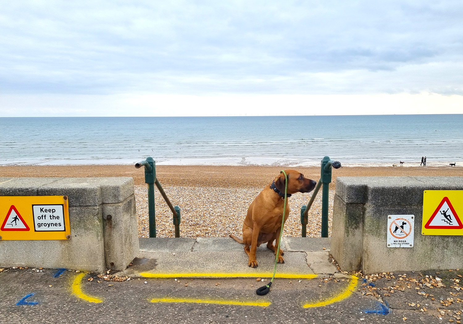 Is Hove Beach Dog Friendly