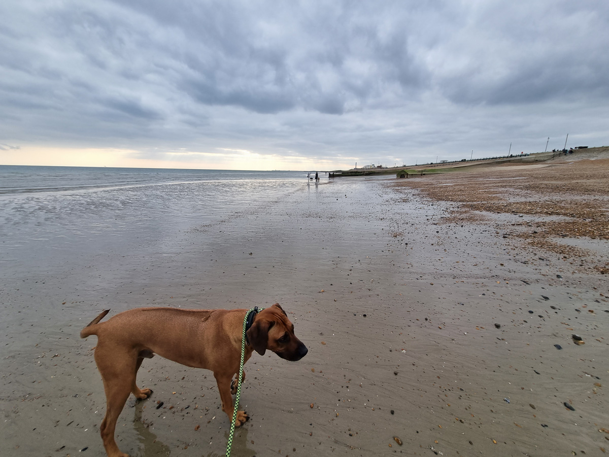Is Hove Beach Dog Friendly