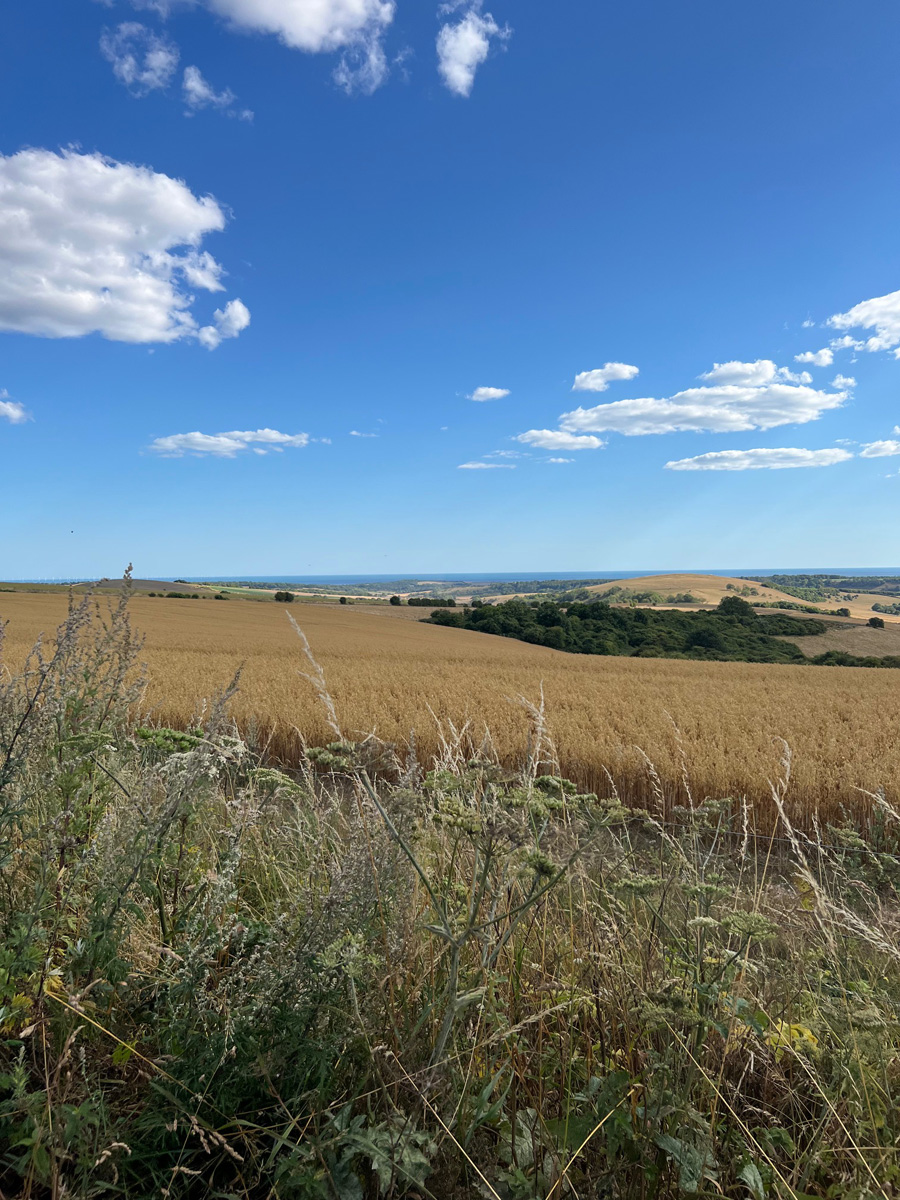 Dog Walk at Chantry Loop Through Angmering Estate