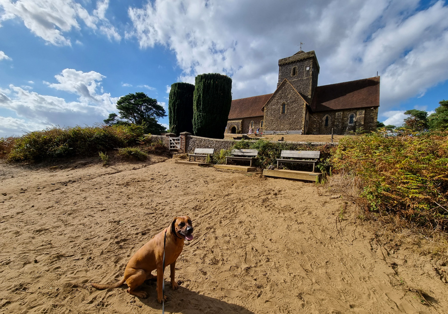Dog Walk at St Martha's Hill