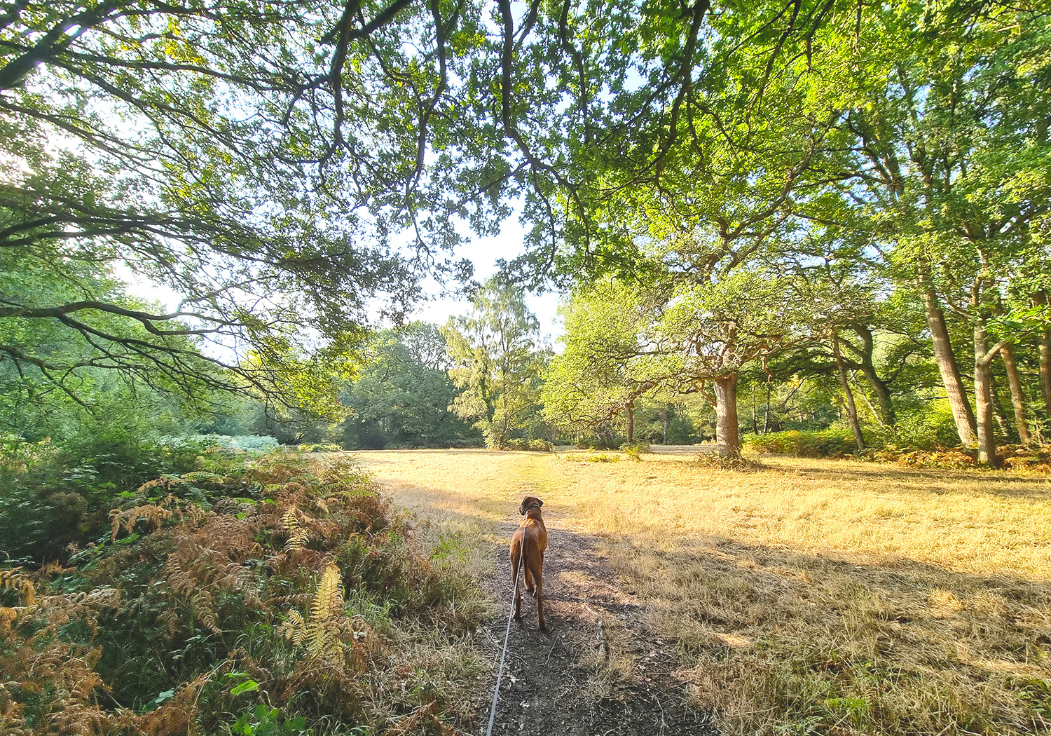 Dog Walk at Epsom Common